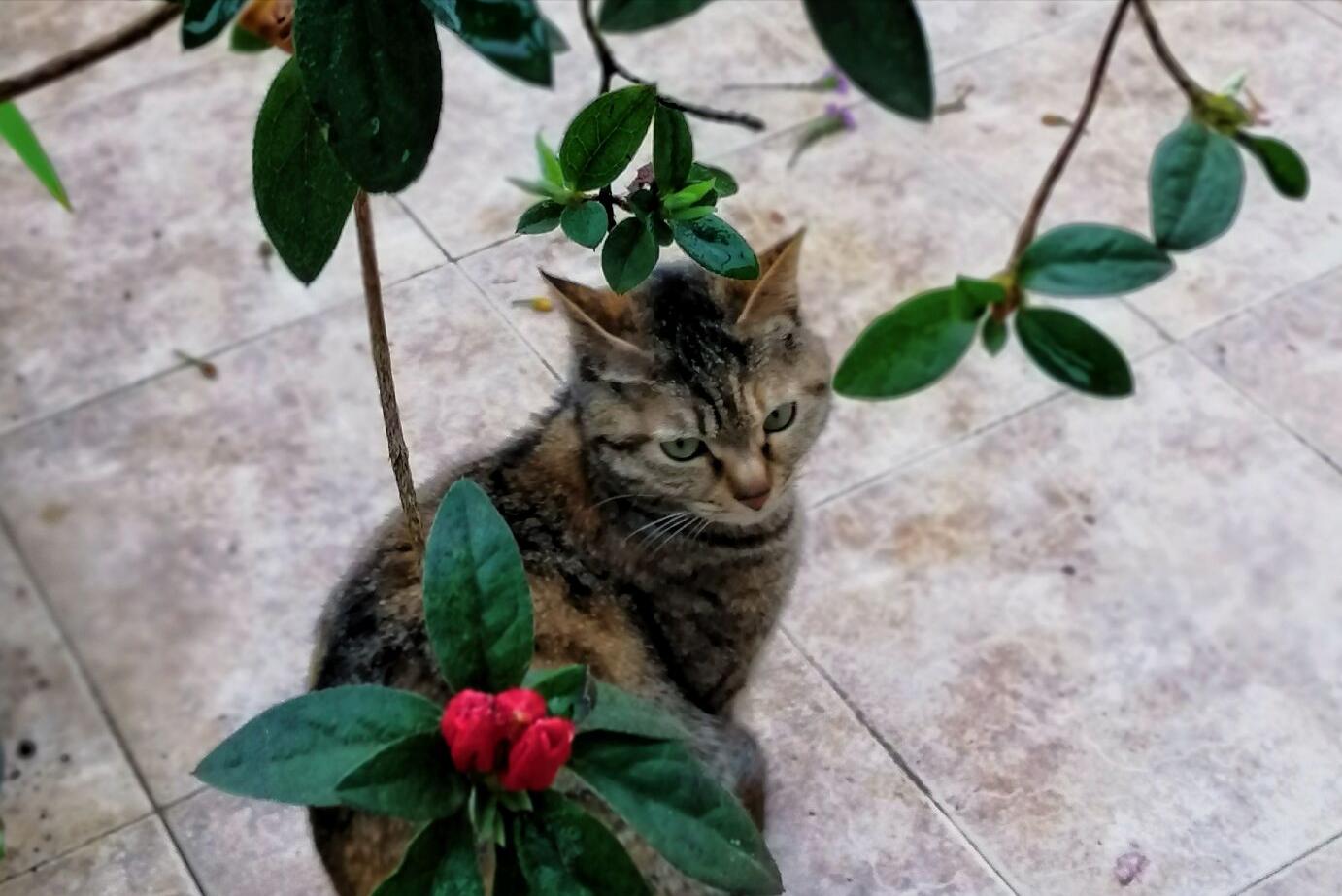 Faint Clouds (Group Poems) - iNEWS