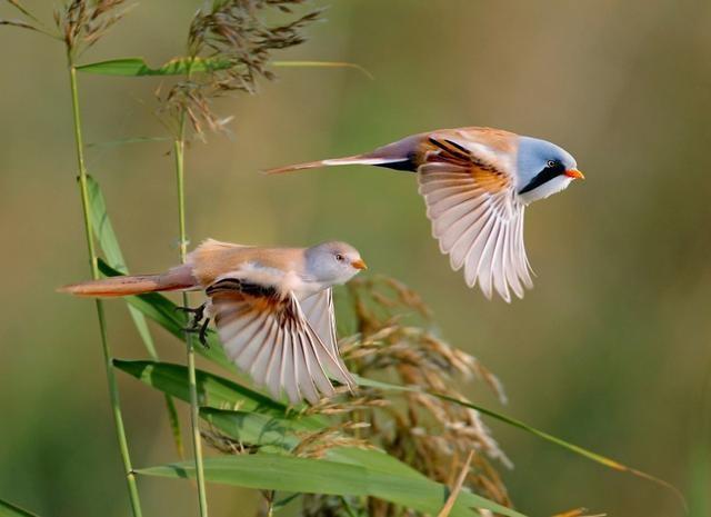 浪漫神獸「比翼鳥」的寓意象徵和傳說中的故事 - 頭條匯