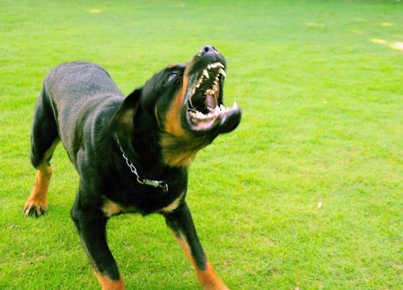 Run away if you encounter it!The ten most ferocious dogs in the world ...