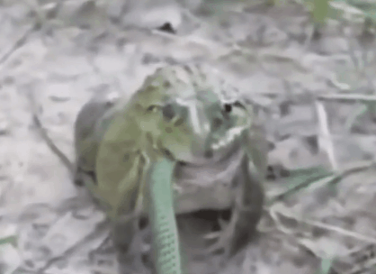 The "revolutionary" of the animal industry anti-poisonous snake, the ...