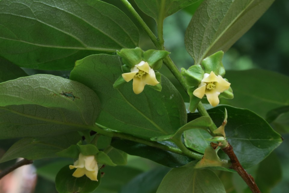 Persimmon flowers and fruits - iNEWS
