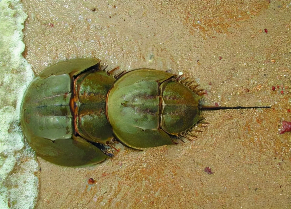 The most precious blue blood!600,000 horseshoe crabs are "mandatory ...