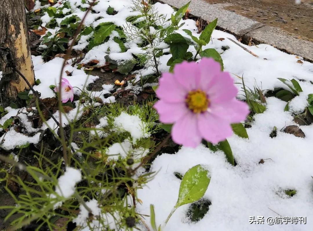 "Shang Wen Shi Shuo" original poem: Winter is here (Author: Mint ...