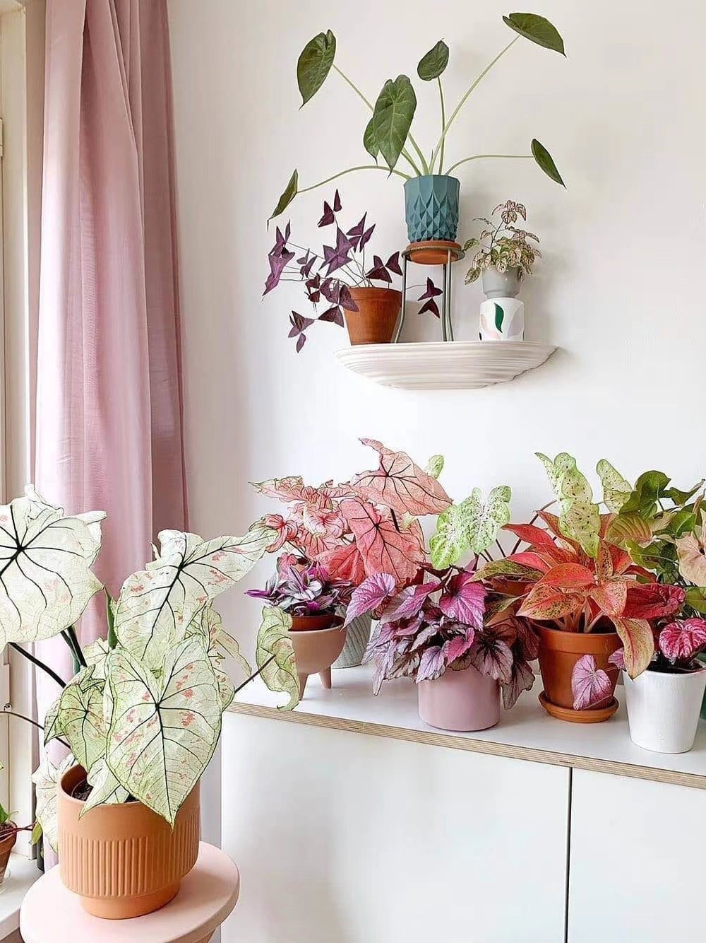 7 kinds of shade-tolerant flowers, which can bloom in four seasons in ...