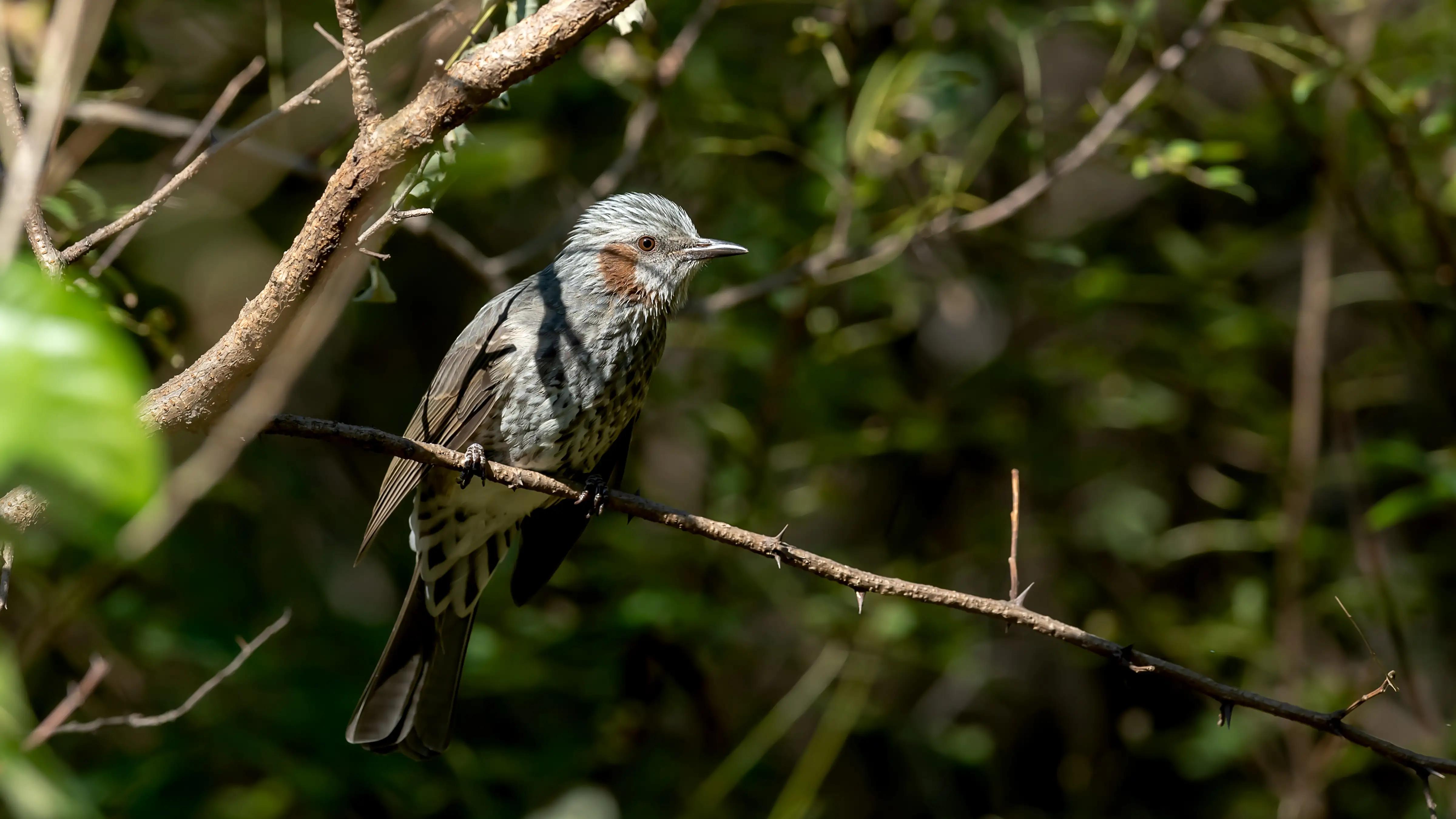 Chestnut-eared Bulbul - iNEWS