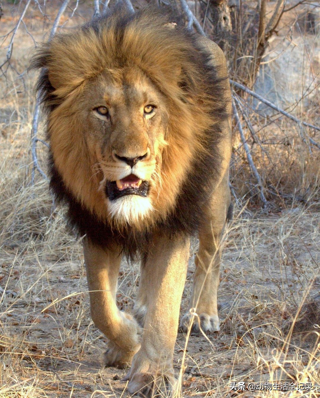 The lion king Zeus: As a lion, he bred batches of offspring, but all of ...