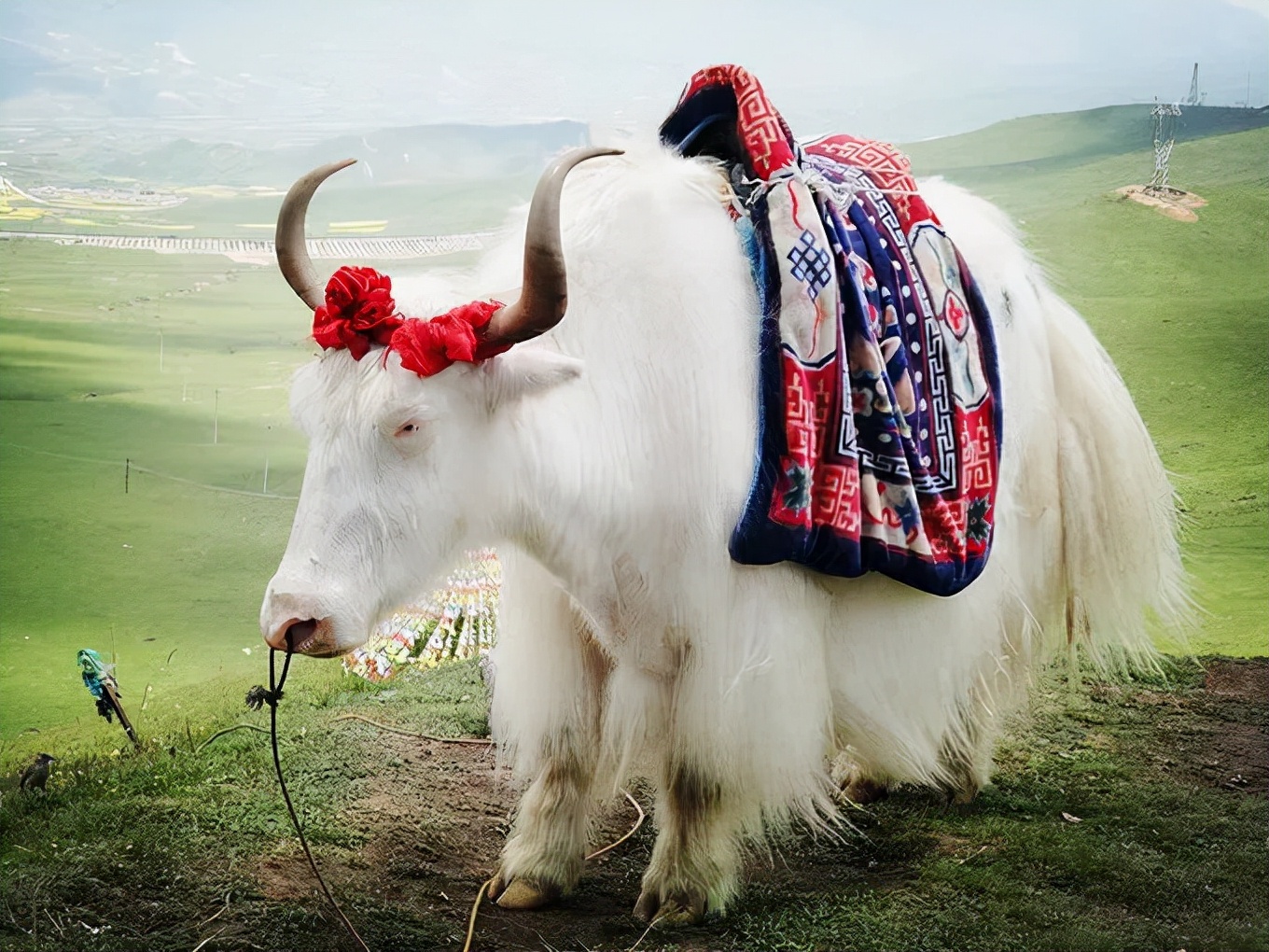 "The boat in the snowy area, the treasure of the plateau"-Yak - iNEWS