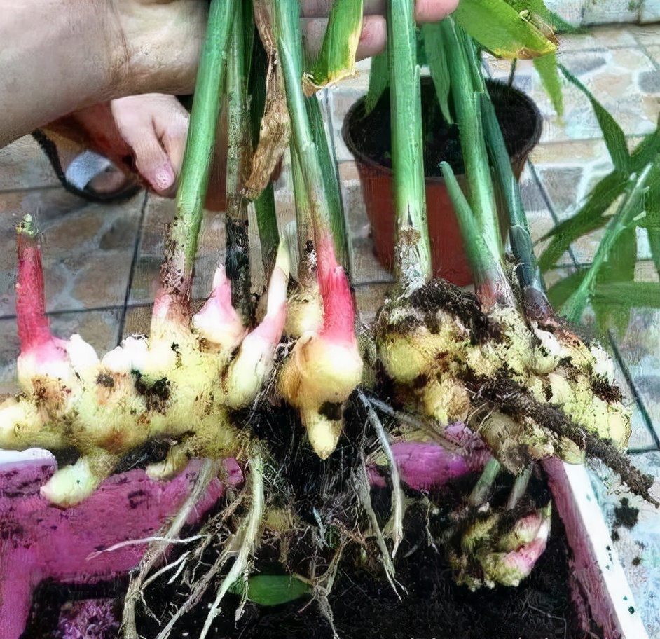 If you want to grow "potted ginger" on the balcony, you only need a ...