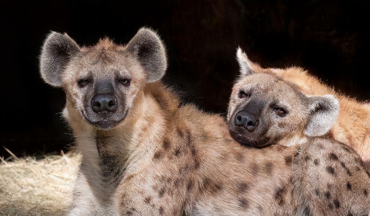 The unique breeding and mating of spotted hyenas adds to the strange ...