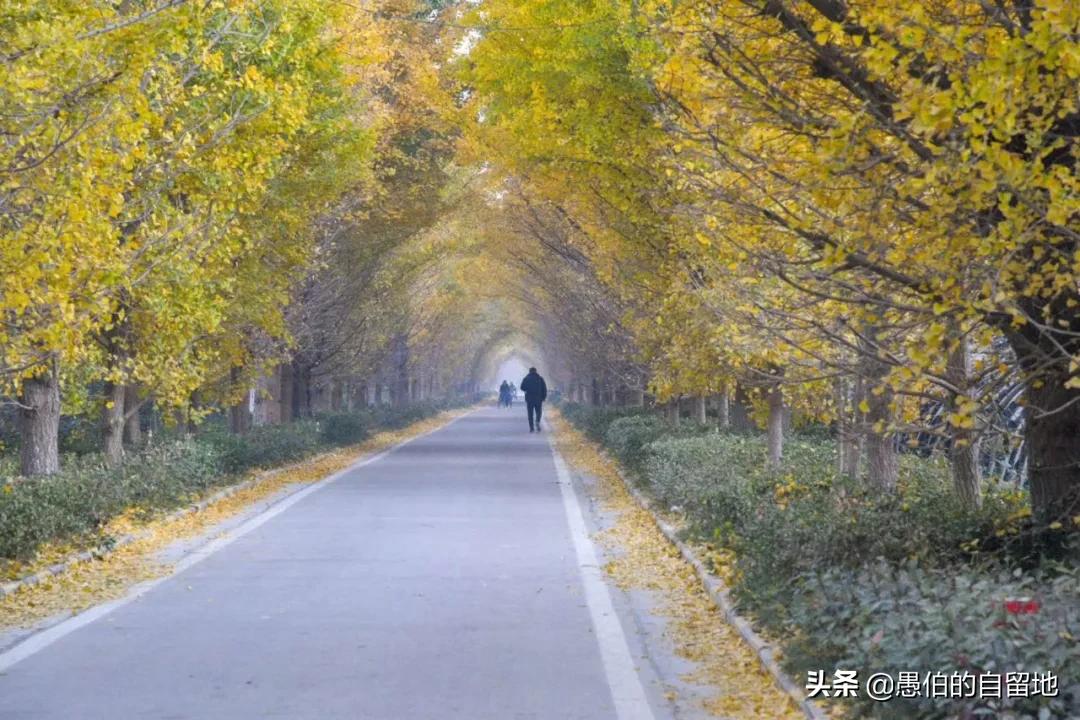 China's most beautiful village "Ginkgo Time Tunnel", one in Xuzhou, one ...