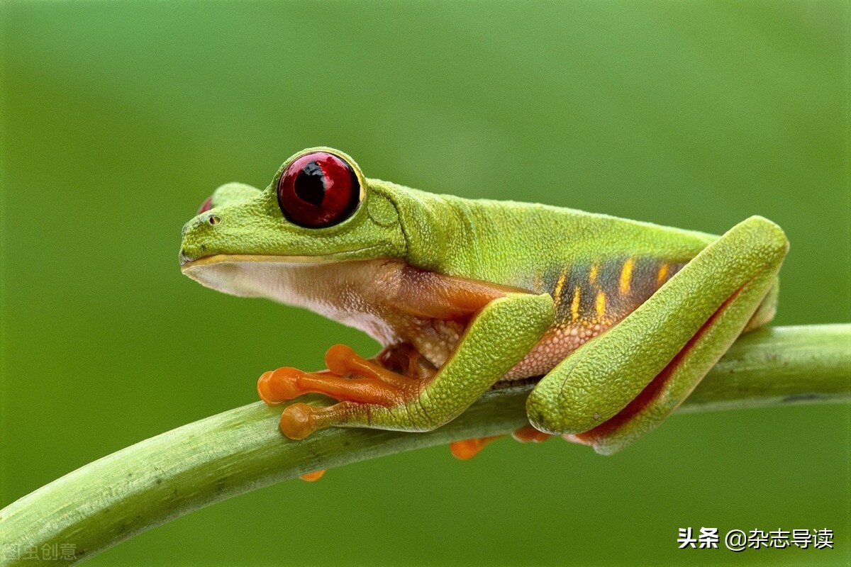 The micro-ecosystem in the footprints of elephants - iNEWS