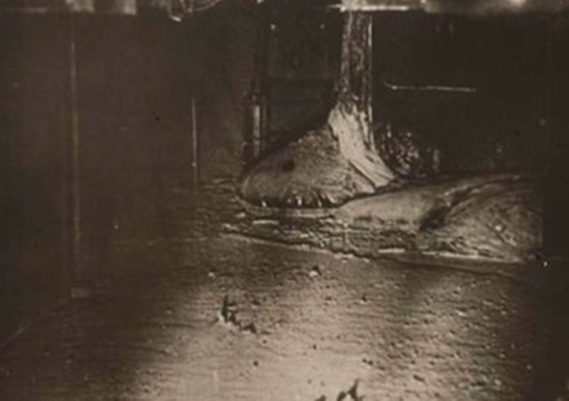 After many years, the Chernobyl underground shaped like a foot melted ...