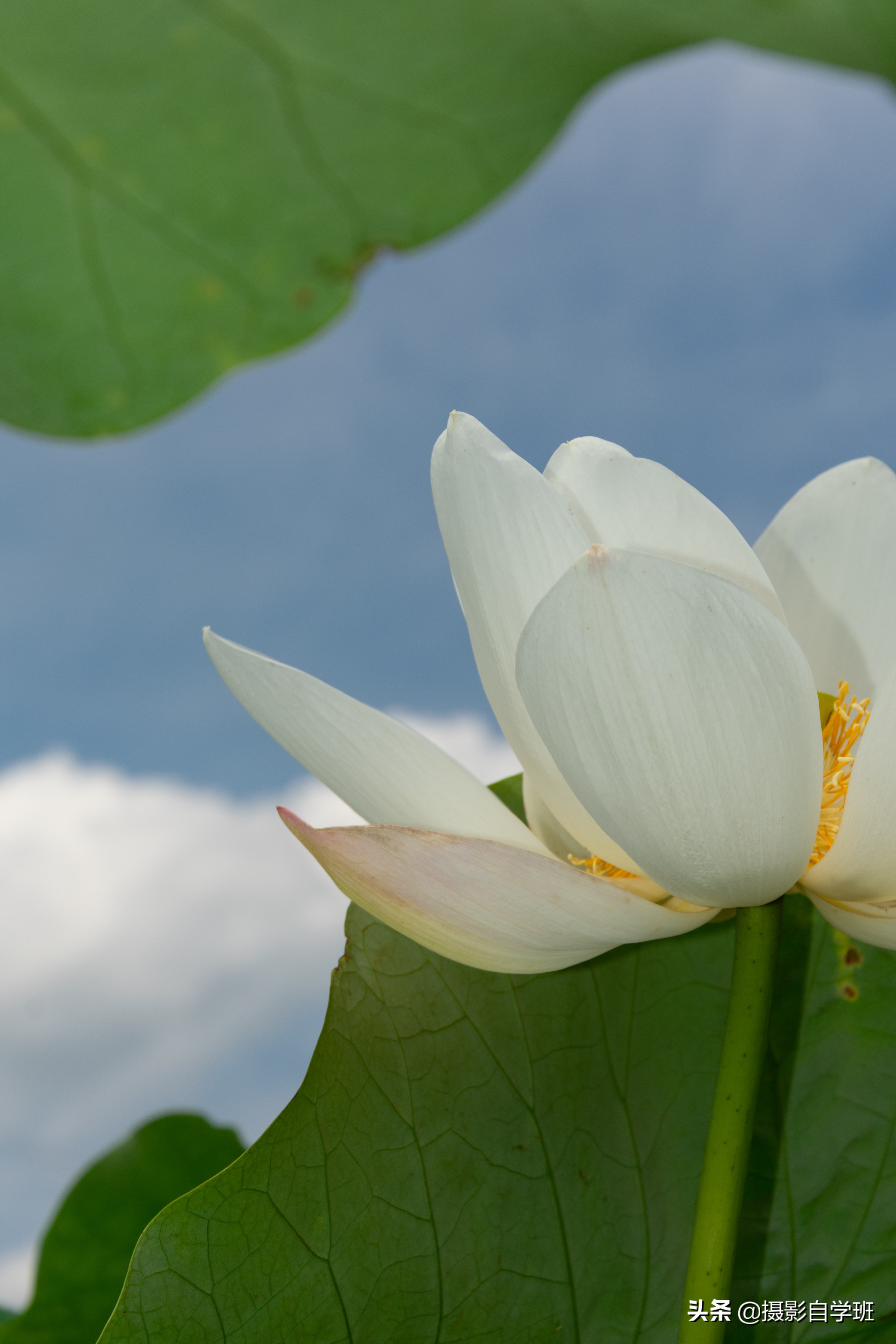Comment on 6 photos of lotus, let you take the lotus to be beautiful ...