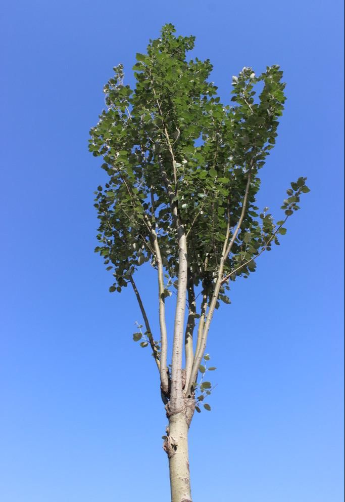 Poplar, an extraordinary tree - iNEWS