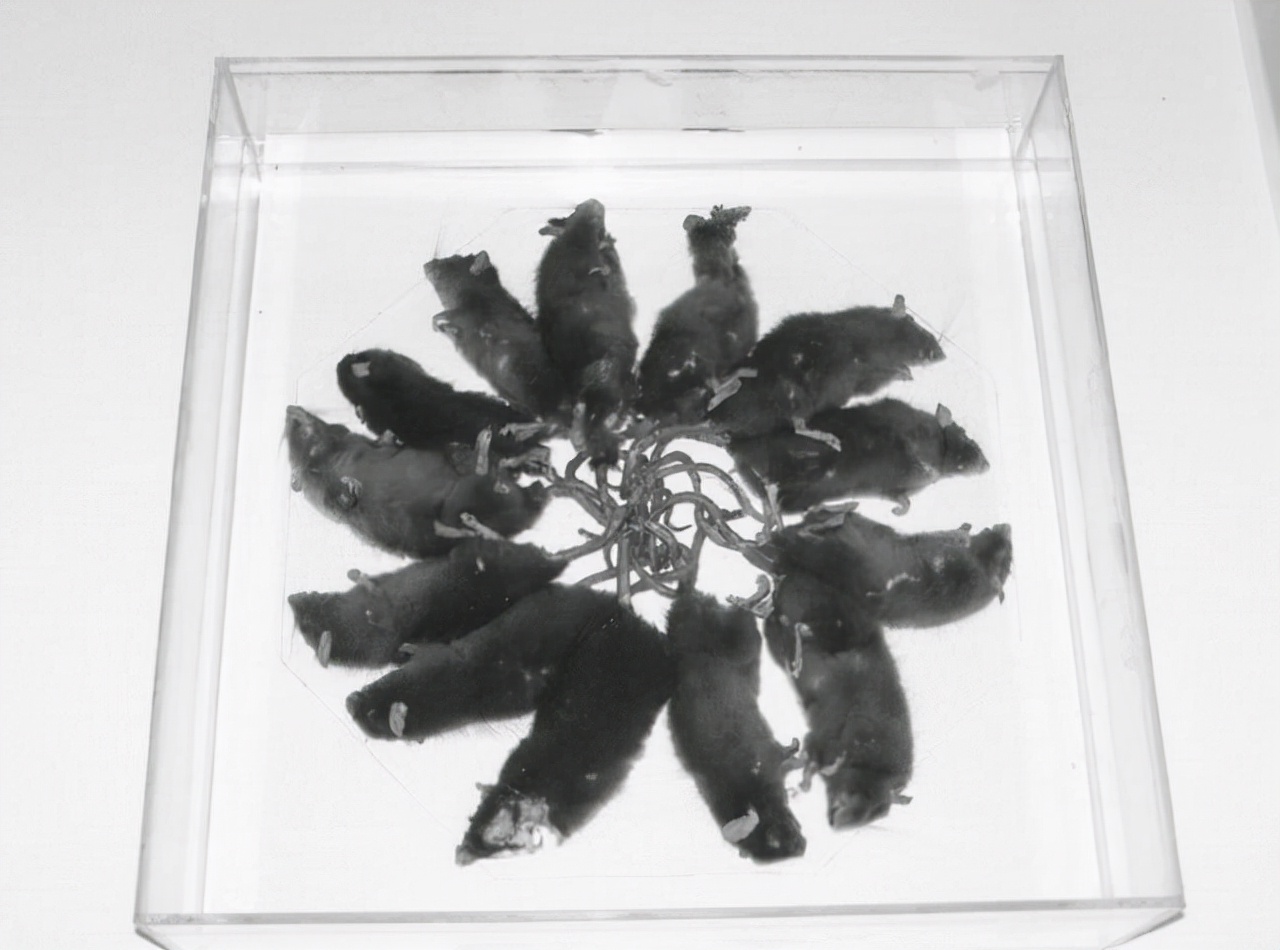 Geying people!What is the "Rat King Phenomenon"?13 mice have entangled ...