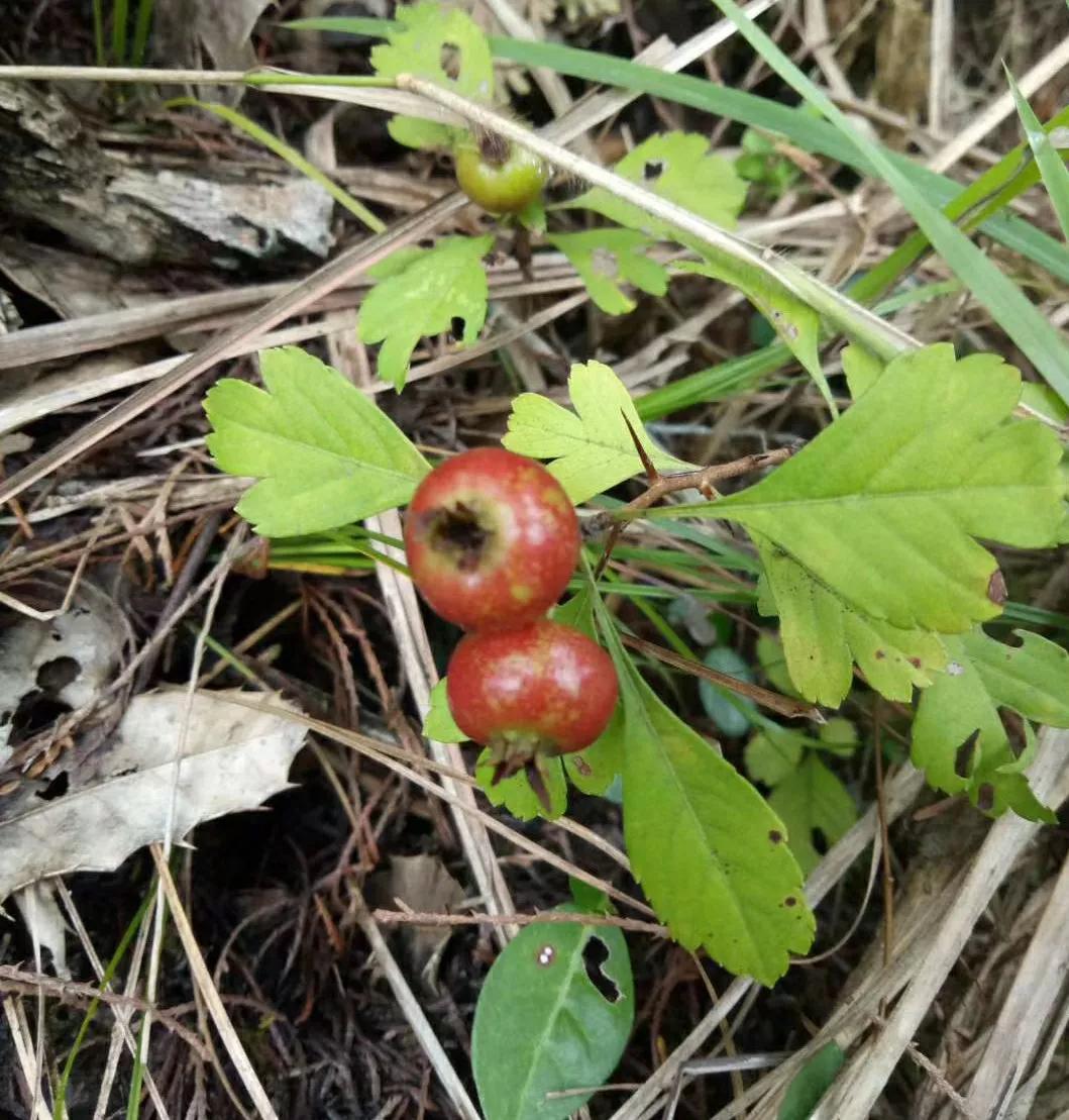 Small wild fruits that I eat most often when I was young - iNEWS