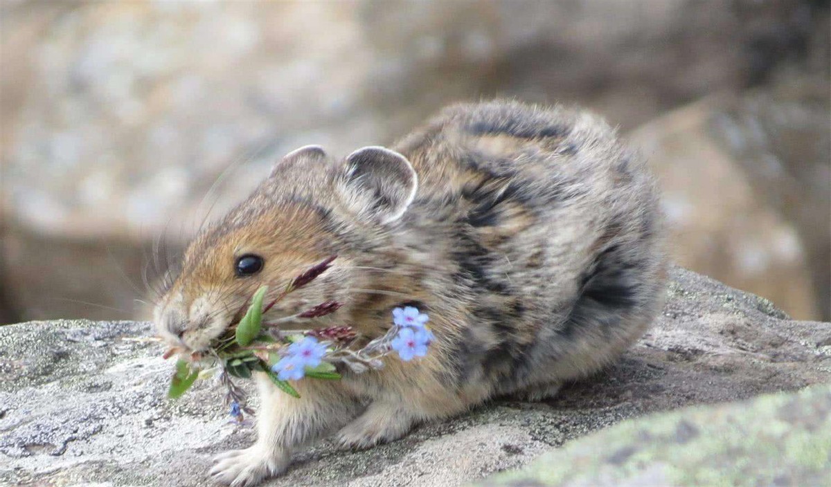 Plateau pikas are overwhelming in China, with the number reaching 1.2 ...