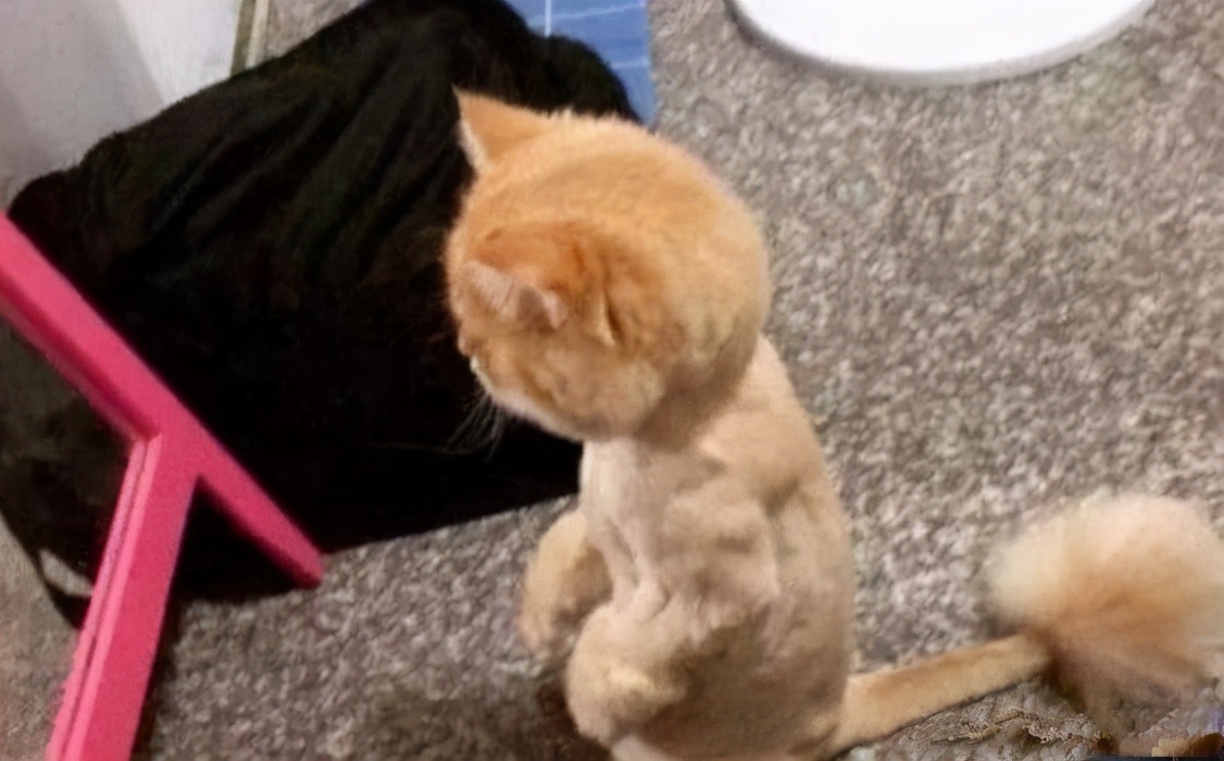 After being shaved, the orange cat stood motionless in front of the ...
