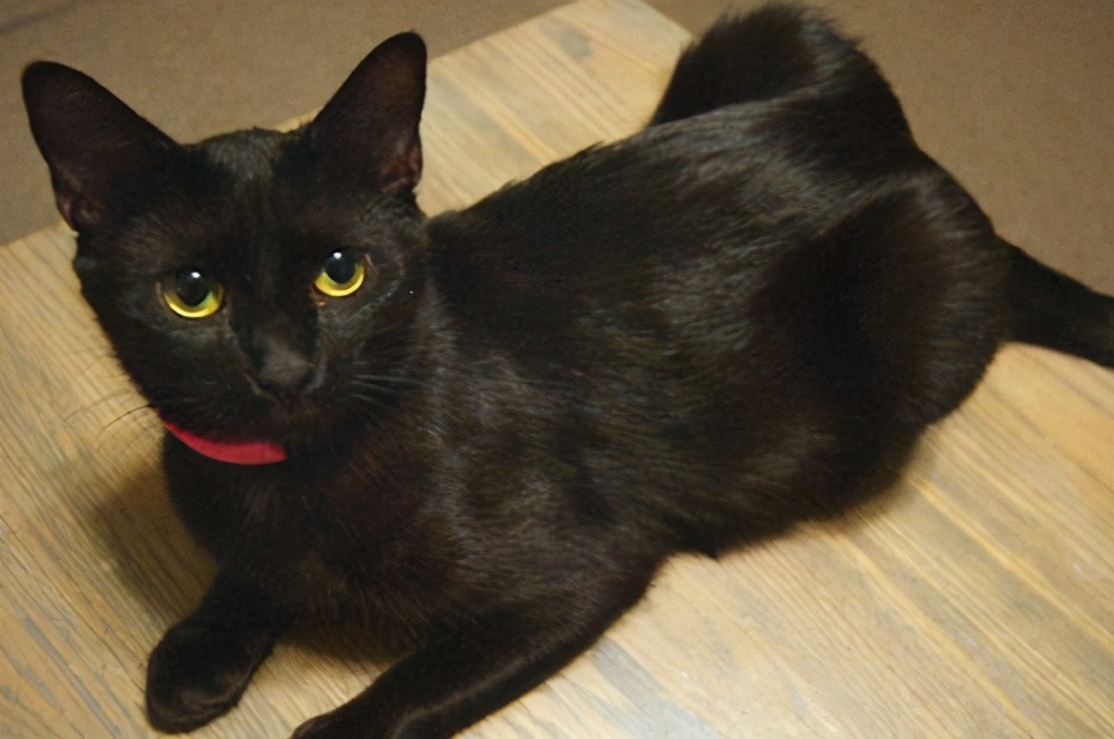 7 classic "Chinese Pastoral Cats", which one do you like best? - iNEWS