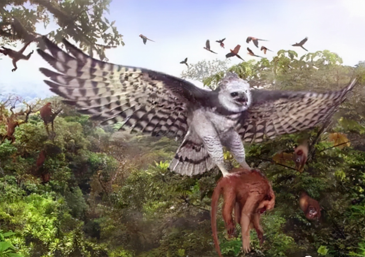 The most ferocious eagle, the ape-eating eagle, feeds on monkeys - iNEWS