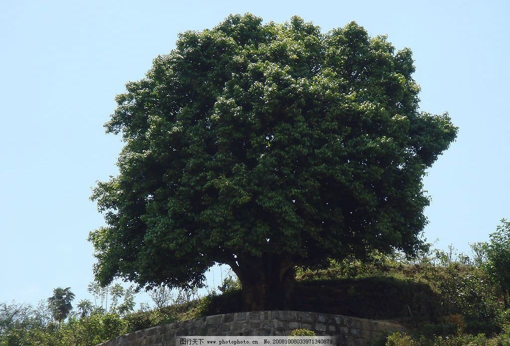 The Story of Anhua Yuntaishan Daye Tea - iNEWS