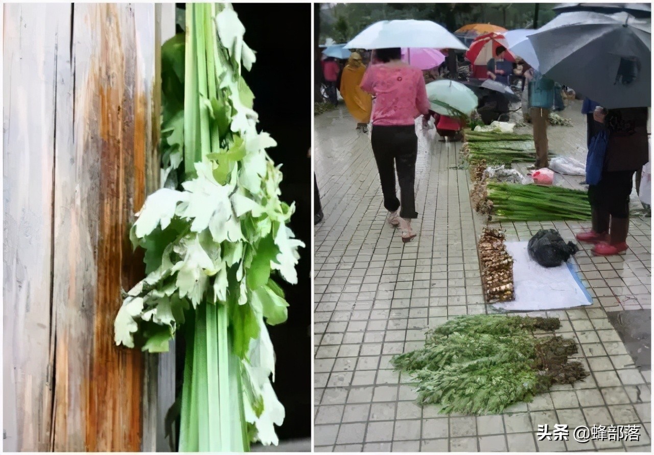 After the Dragon Boat Festival, how to deal with the calamus and ...