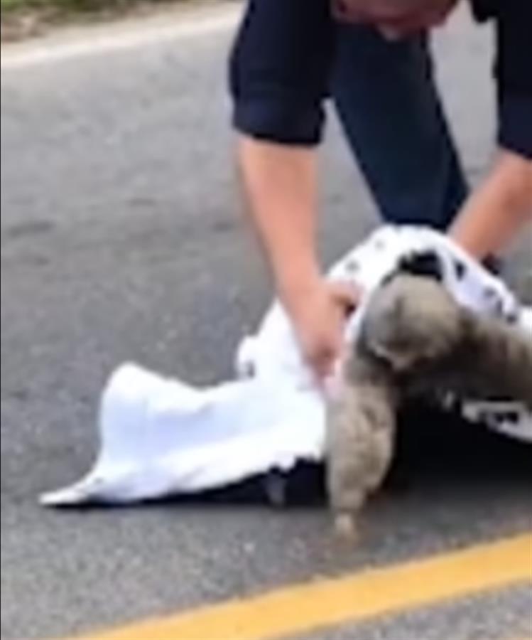 It's cute!After being rescued, the sloth stretched out his hand to ...