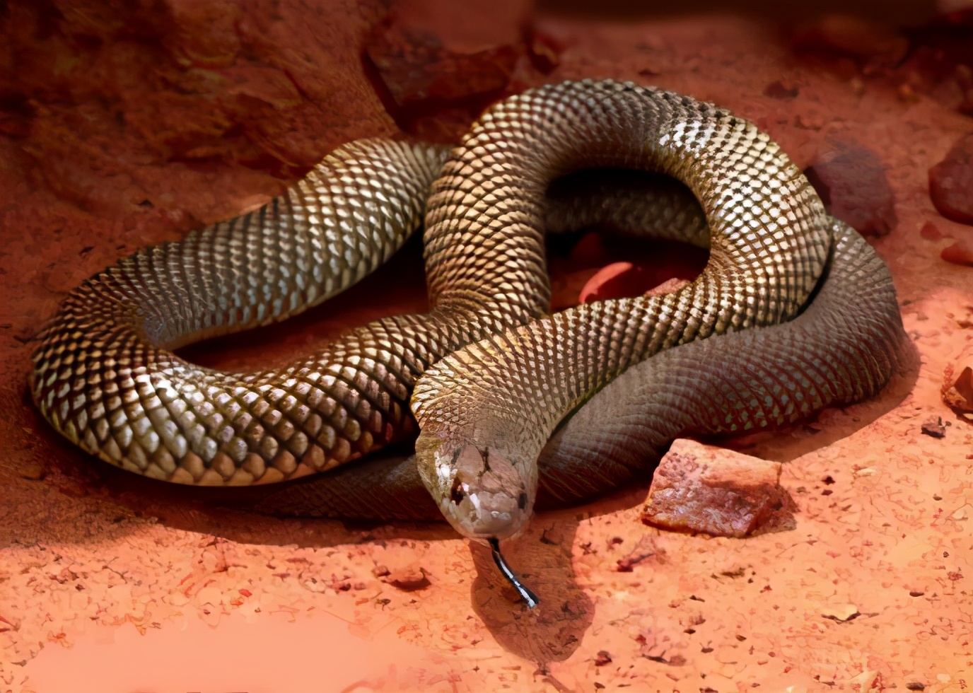 Australia's largest venomous snake, the bully who swallows pythons at ...