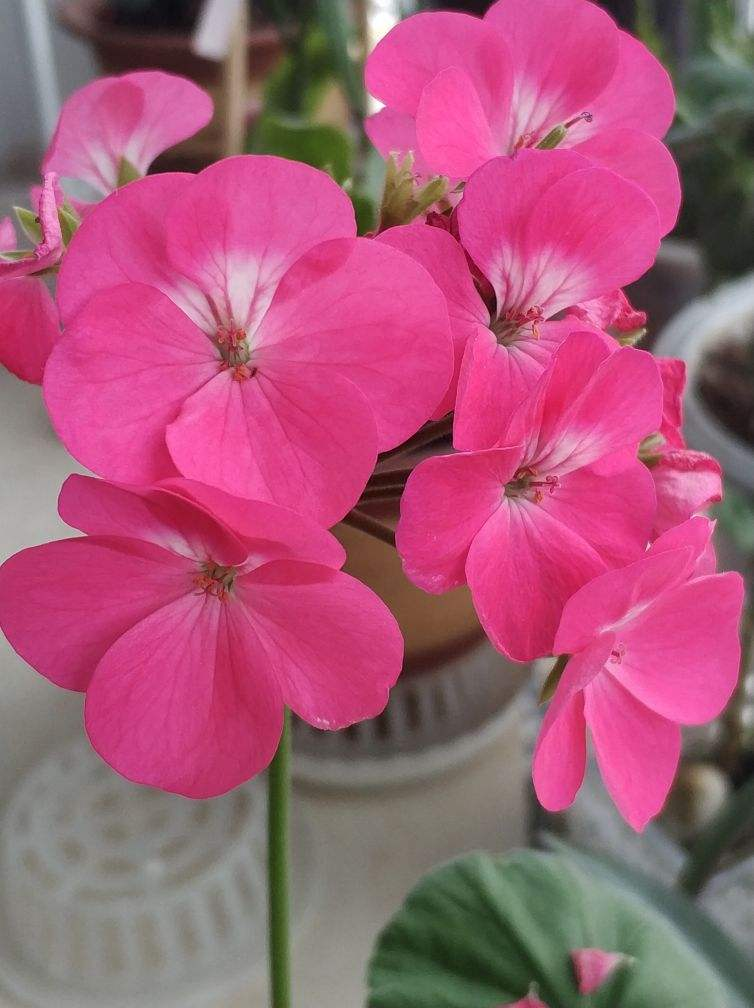 3 bad habits of growing flowers, you must quickly get rid of them, or ...