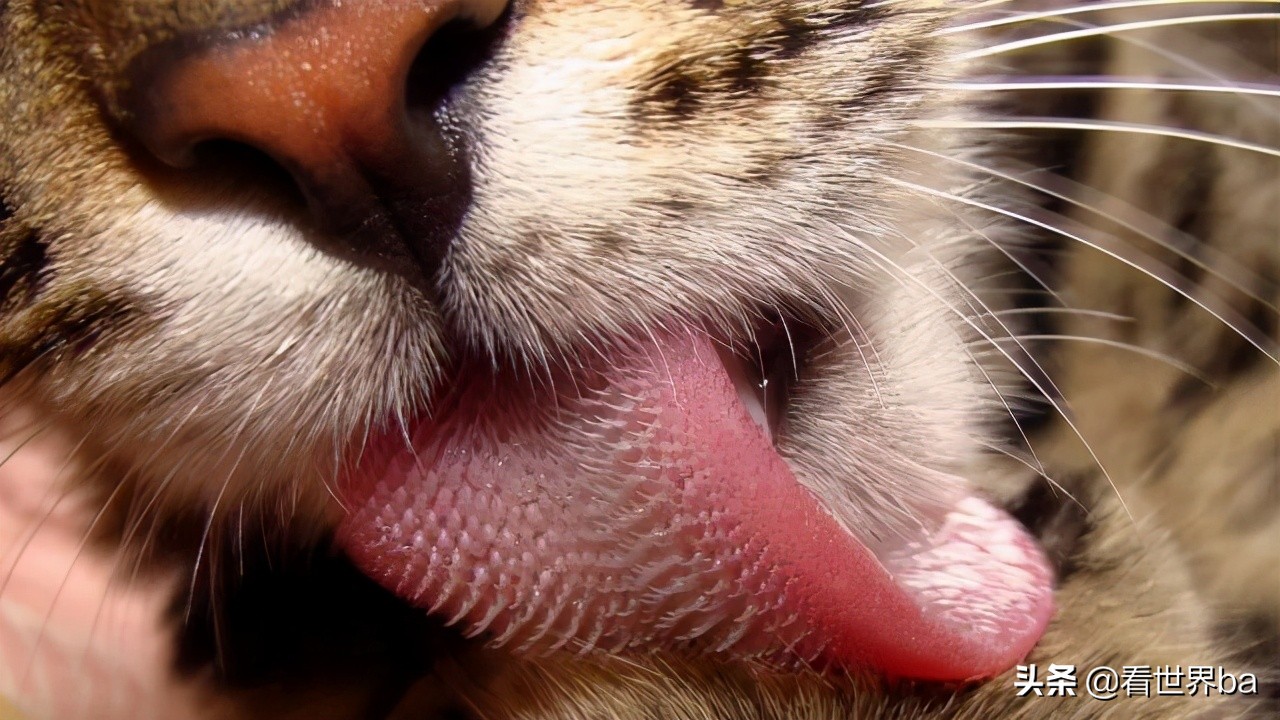 The tiger's tongue has many barbs. What happens if it is licked? - iNEWS