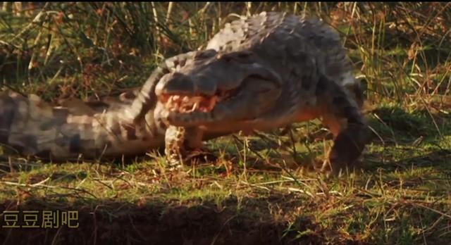 The most controversial animal in the world, the calico wolf - iNEWS