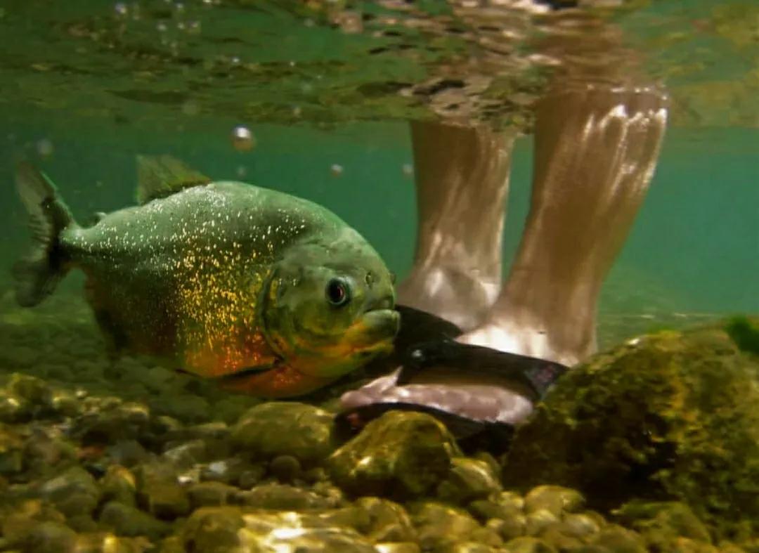The piranha is so fierce that only the skeleton of its prey is left ...