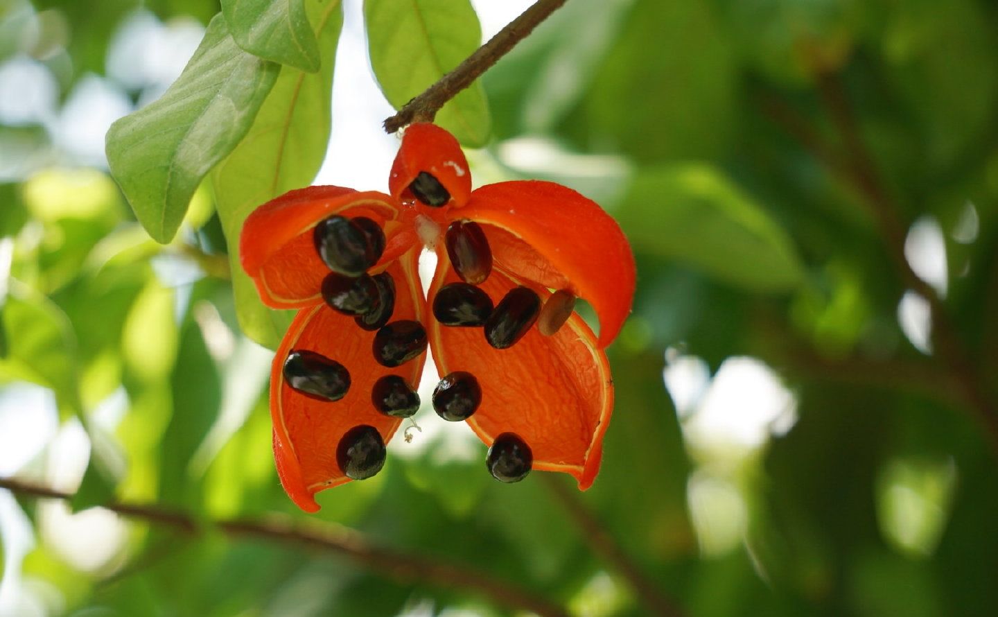 Fake Pingpo, Pingpa genus of Malvaceae, Fake Pingpo stage cornus has bright colors and looks ...