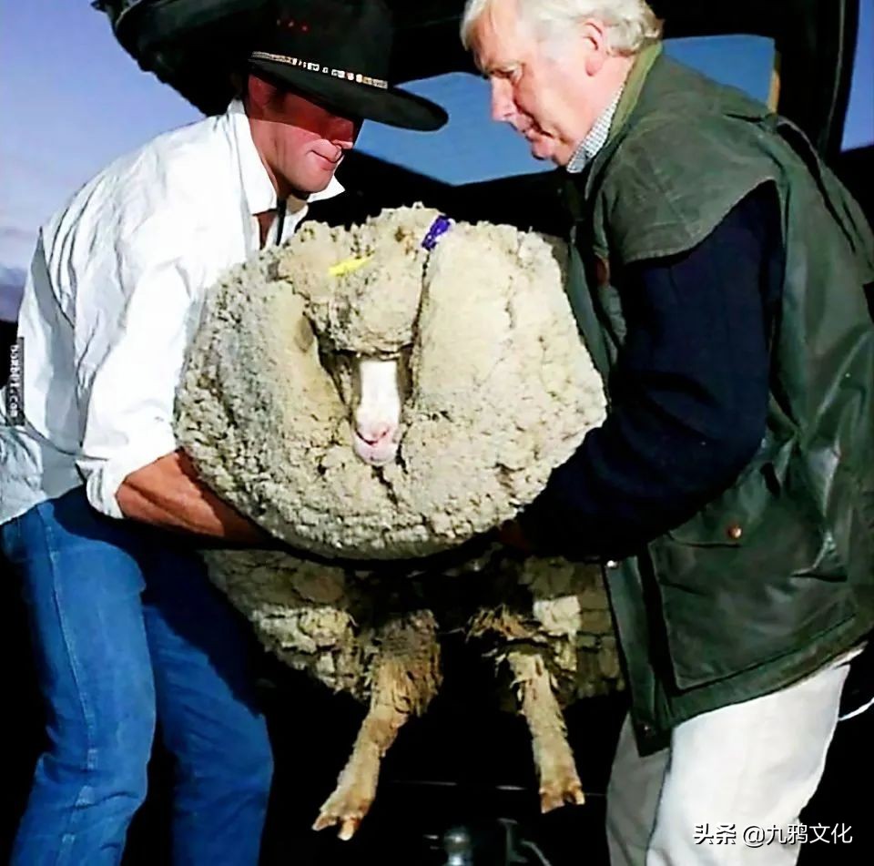 In 2005, 1,500 sheep in Turkey suddenly jumped off the cliff ...