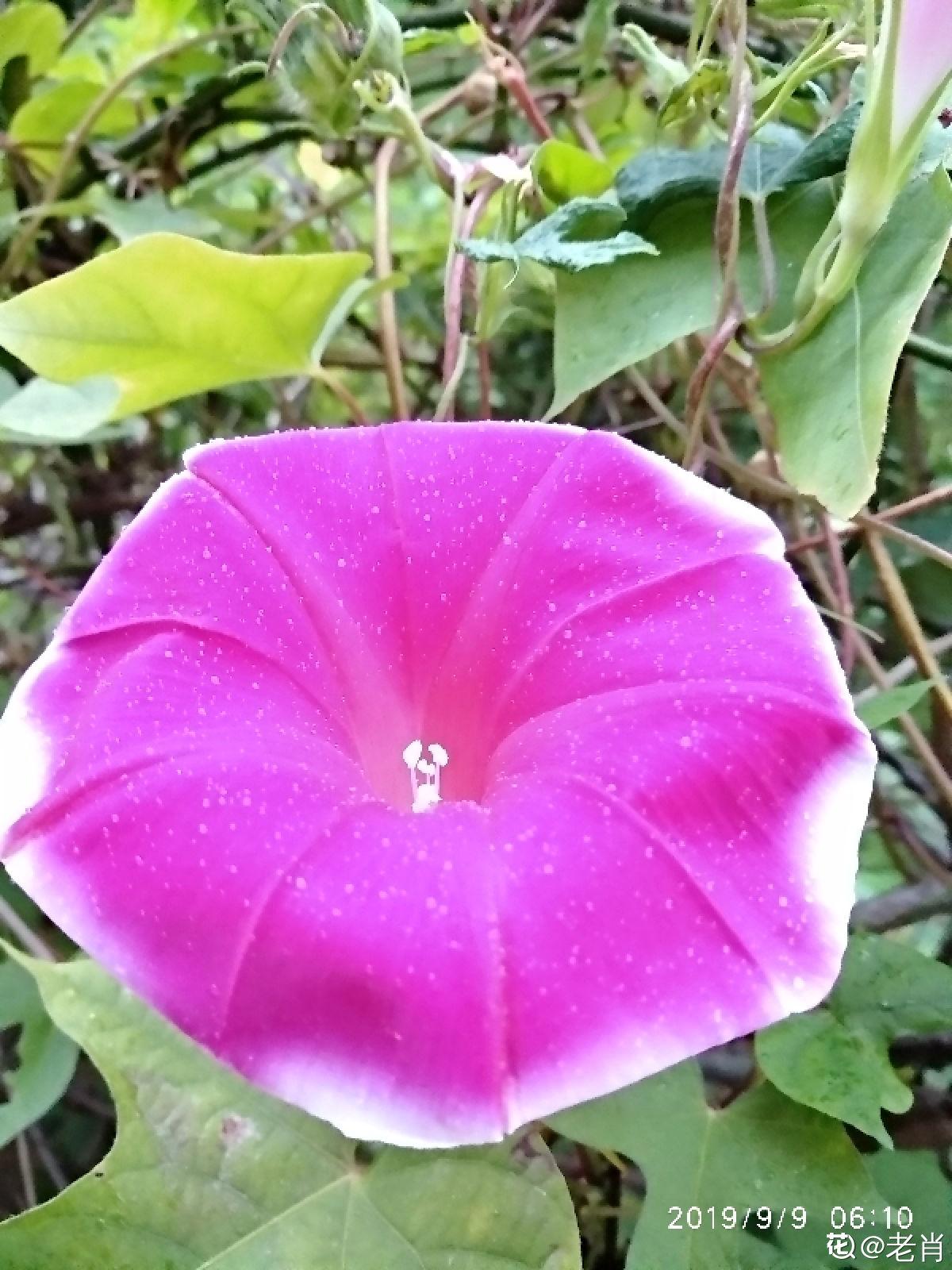 Get used to seeing ordinary colors, try changing to morning glory ...