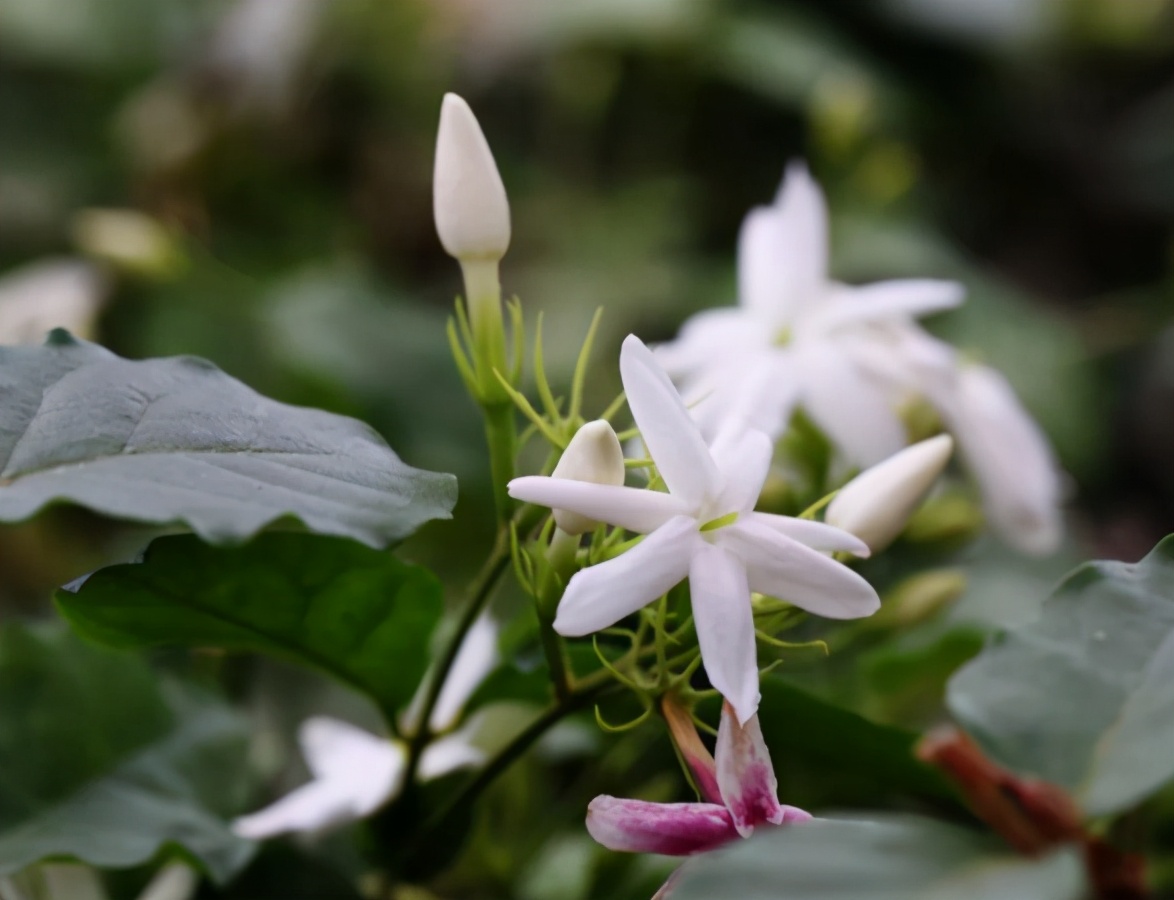 The "small secret" of single-petal jasmine, let it flourish and bloom ...
