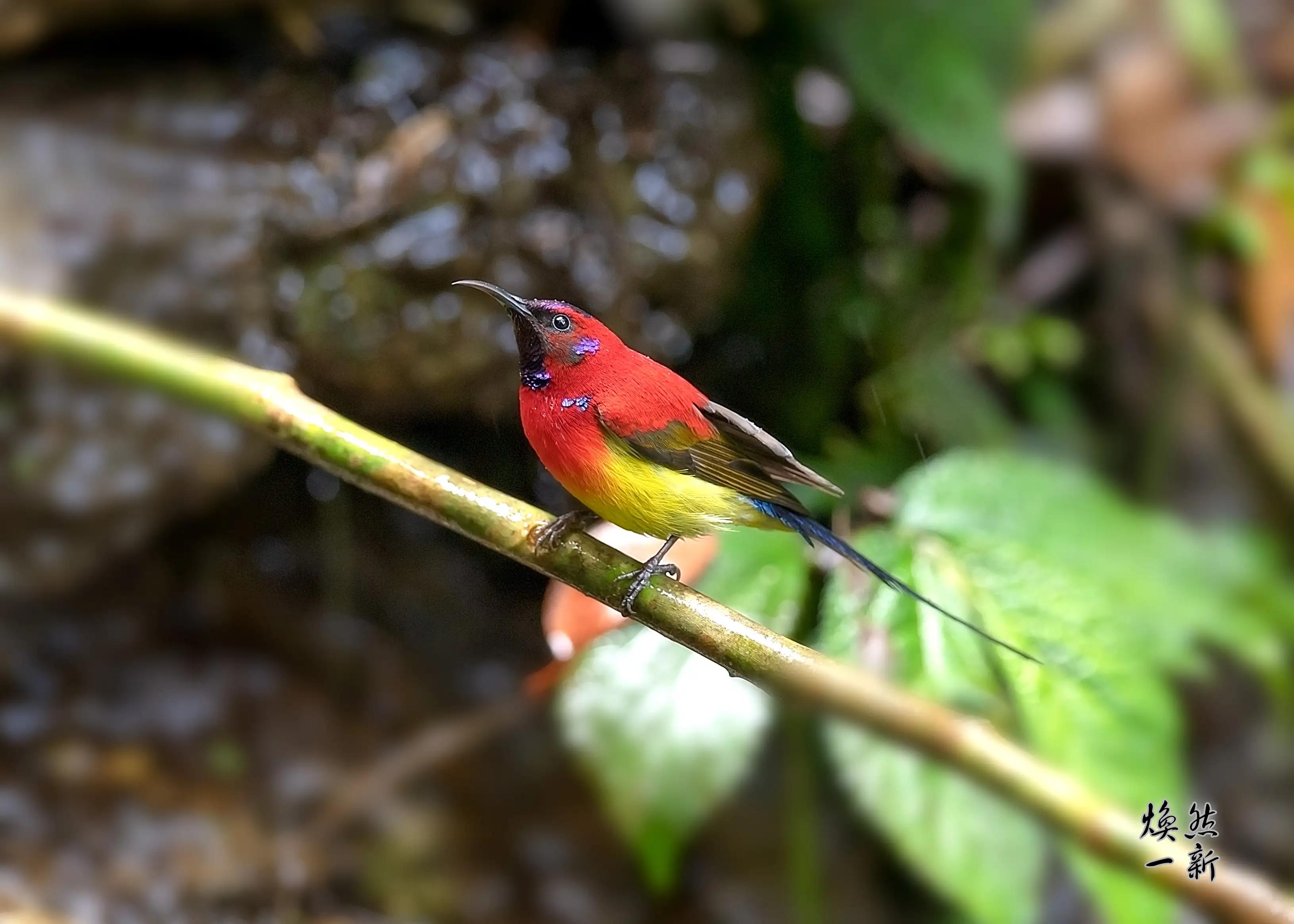 Blue-throated sunbird - iNEWS