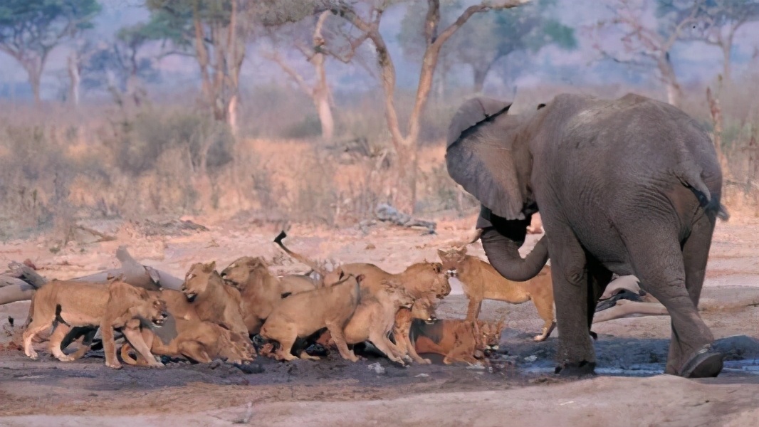 The lion, known as the "king of the beasts", is invincible, so why dare ...