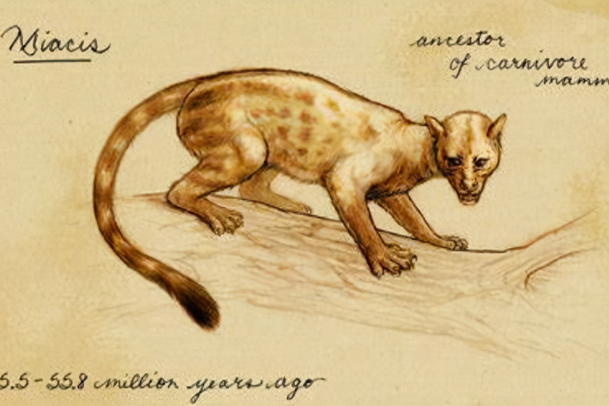 Why does the tom cat have to grow barbs to scratch the female cat ...