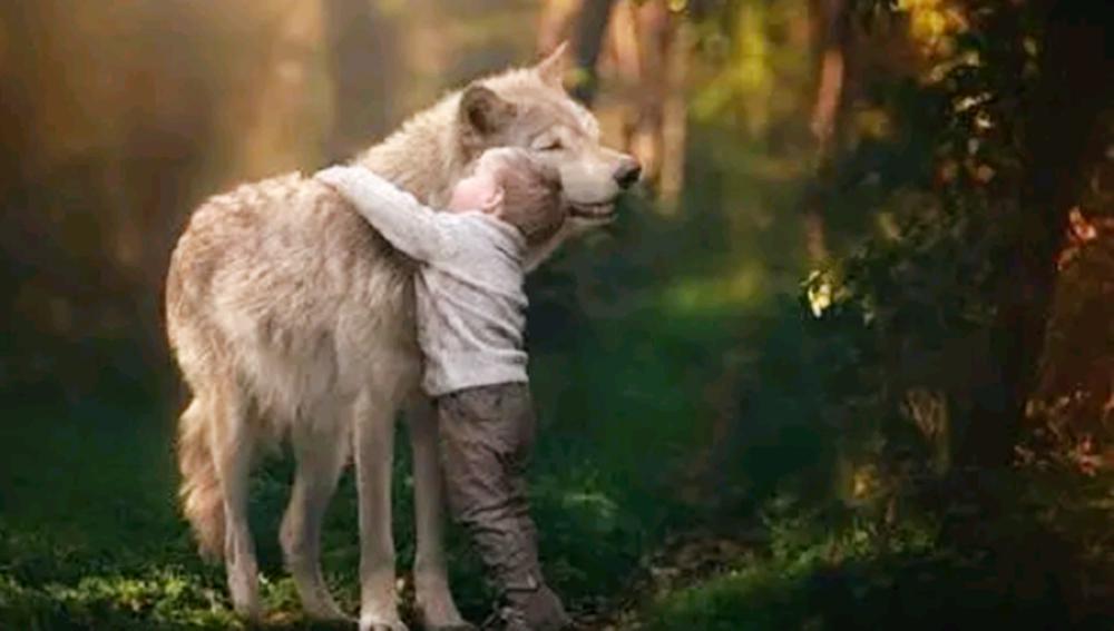 Why do wolves raise human babies instead of eating them when they meet ...