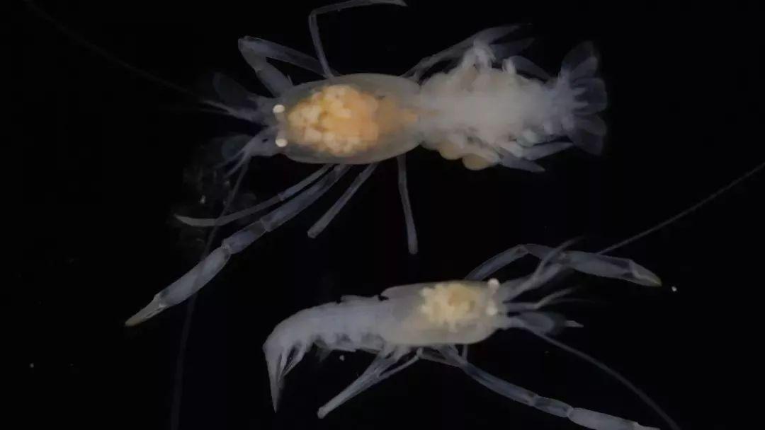 The white volcanic blind shrimp lives next to a 450°C hot spring on the ...