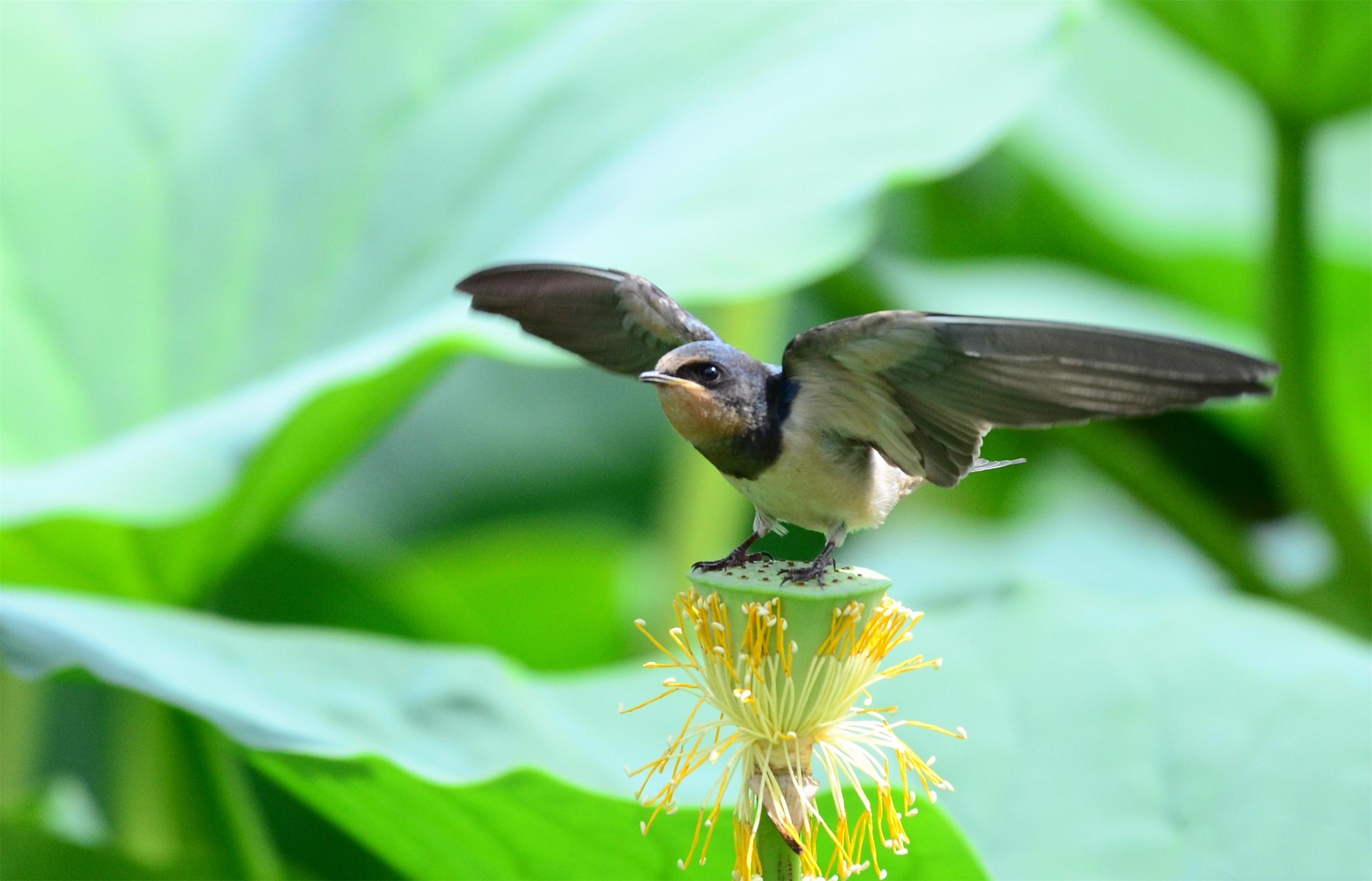 Chinese swallows fly to the "southern" for winter every year?Scientist ...