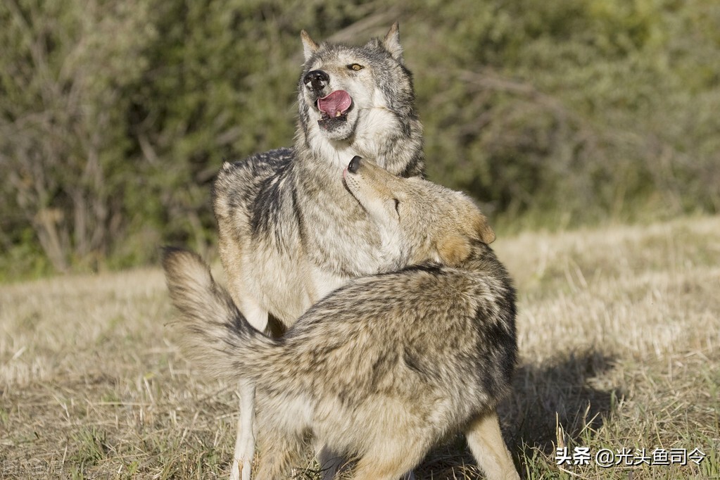 The Tibetan Mastiff's reward?Be protected by the wolf king since ...