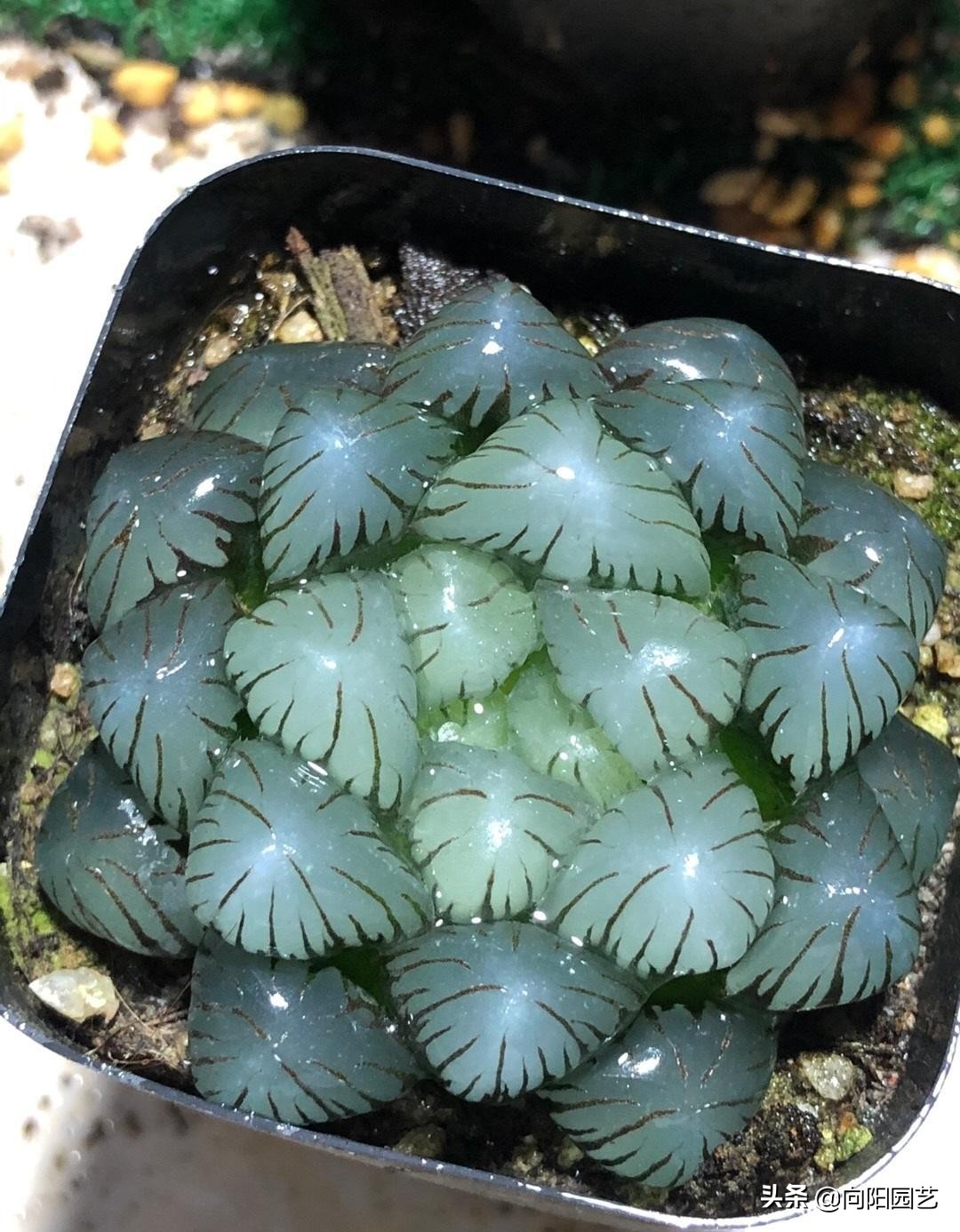 The transparent ice lamp and jade dew will teach you how to maintain it ...