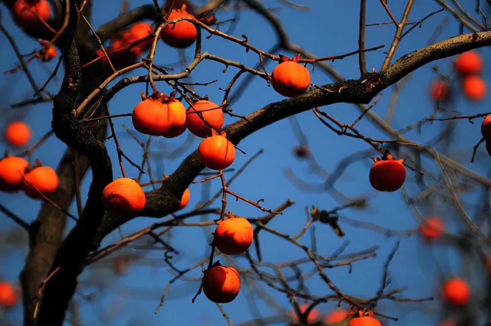 The sweet temptation of persimmons - iNEWS