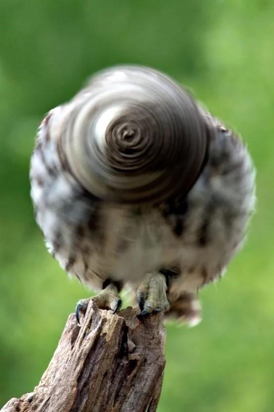 They are also vertebrates. Why do birds have longer necks than humans ...