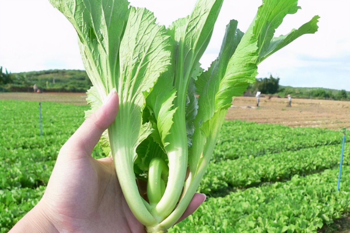 Is the bitter taste of mustard greens poisonous? Bitterness is at work ...