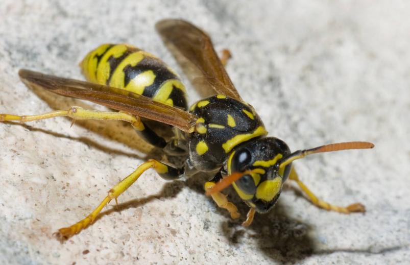 The origin and ecology of "Pokémon": Can't the big needle bee produce ...