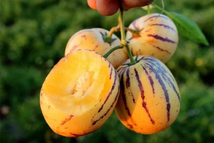 Not only Wallace, but eating these fruits is also easy to become a ...