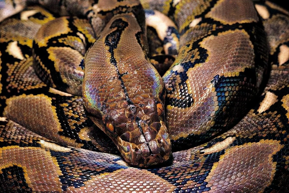 Ten legendary giant snakes: Wanabi snake that swallows dinosaurs is ...